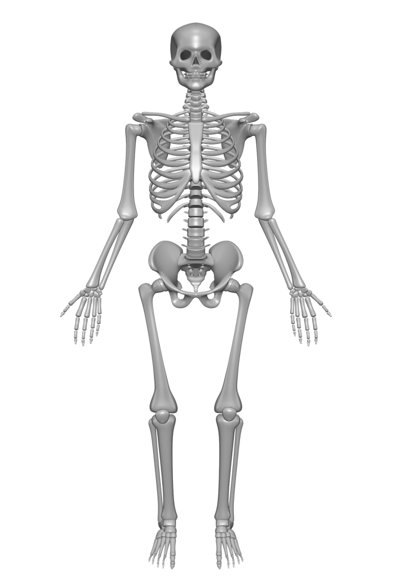 Esqueleto Humano Sistema Oseo Fisiohis